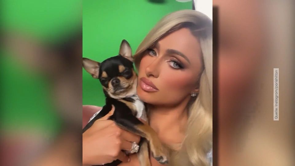 Wo ist Diamond Baby?: Paris Hilton bietet 10.000 Dollar für entlaufenen ...